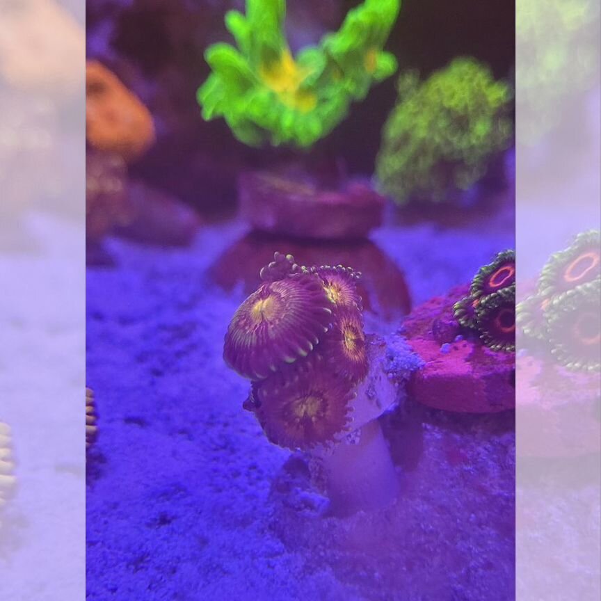 Простые кораллы для новичков