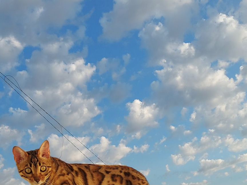 Бенгальская кошка