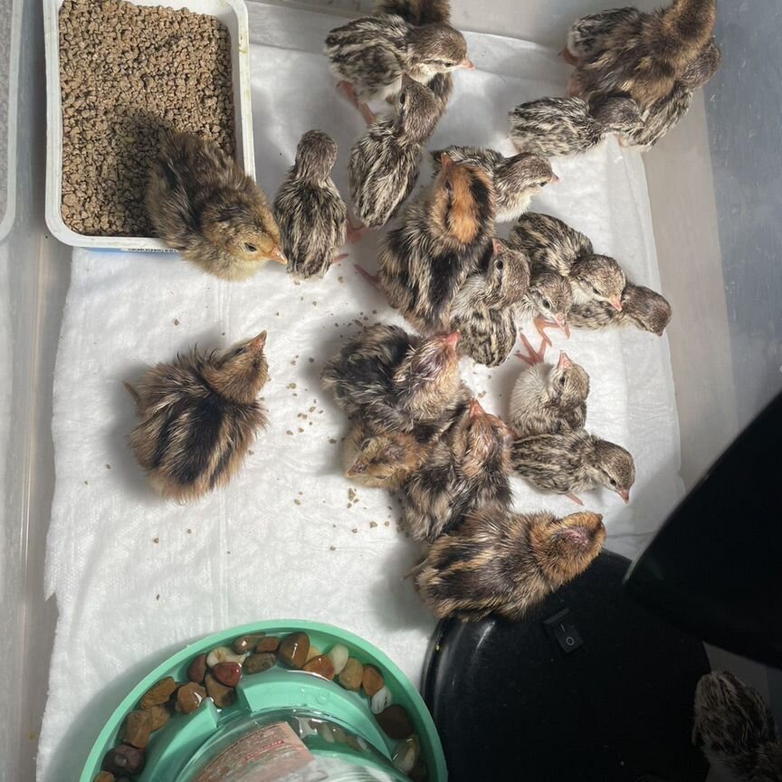 Фазанята,кеклики