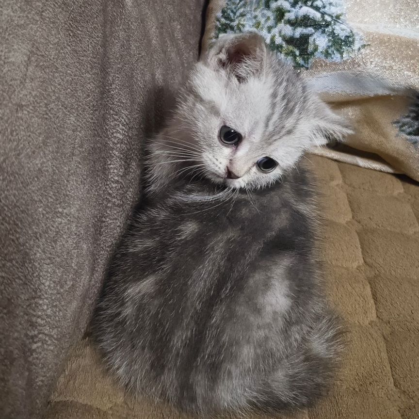 Шотландский прямоухий короткошёрстный котёнок