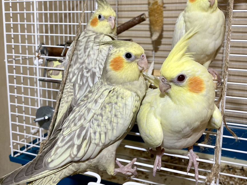 Мододые попугаи корелла