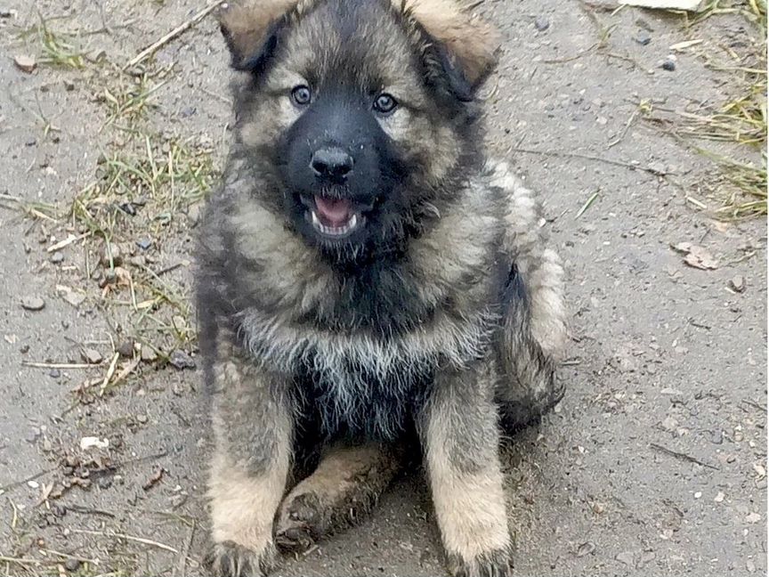 Крупные щенки ищут дом