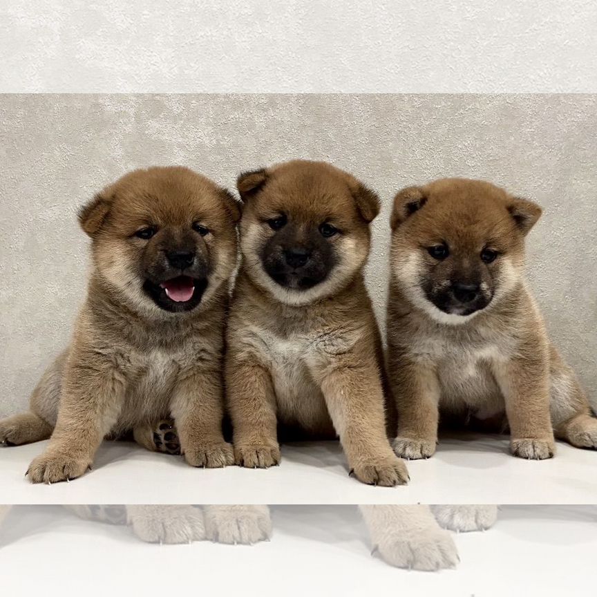 Сиба-ину щенки