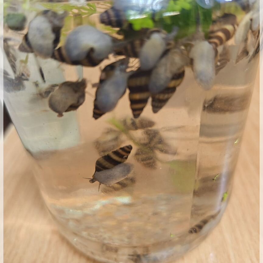 Улитки хилена