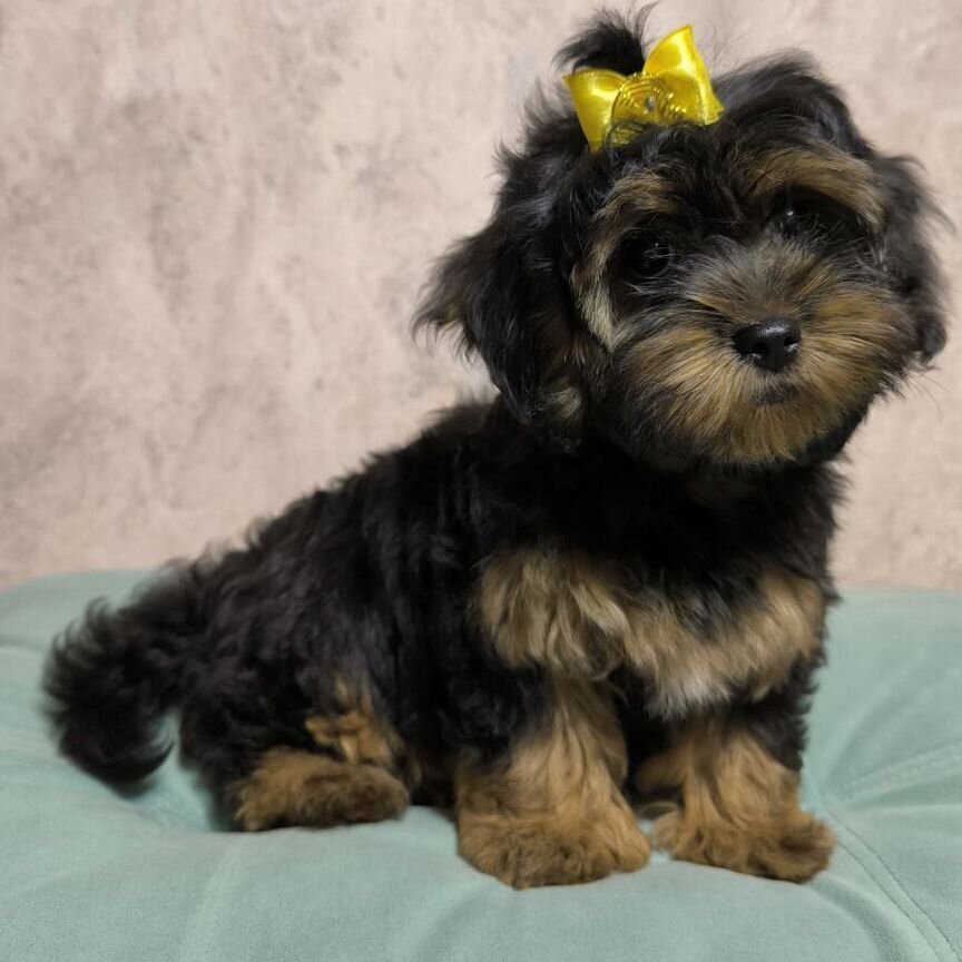 Мальтипу, щенок