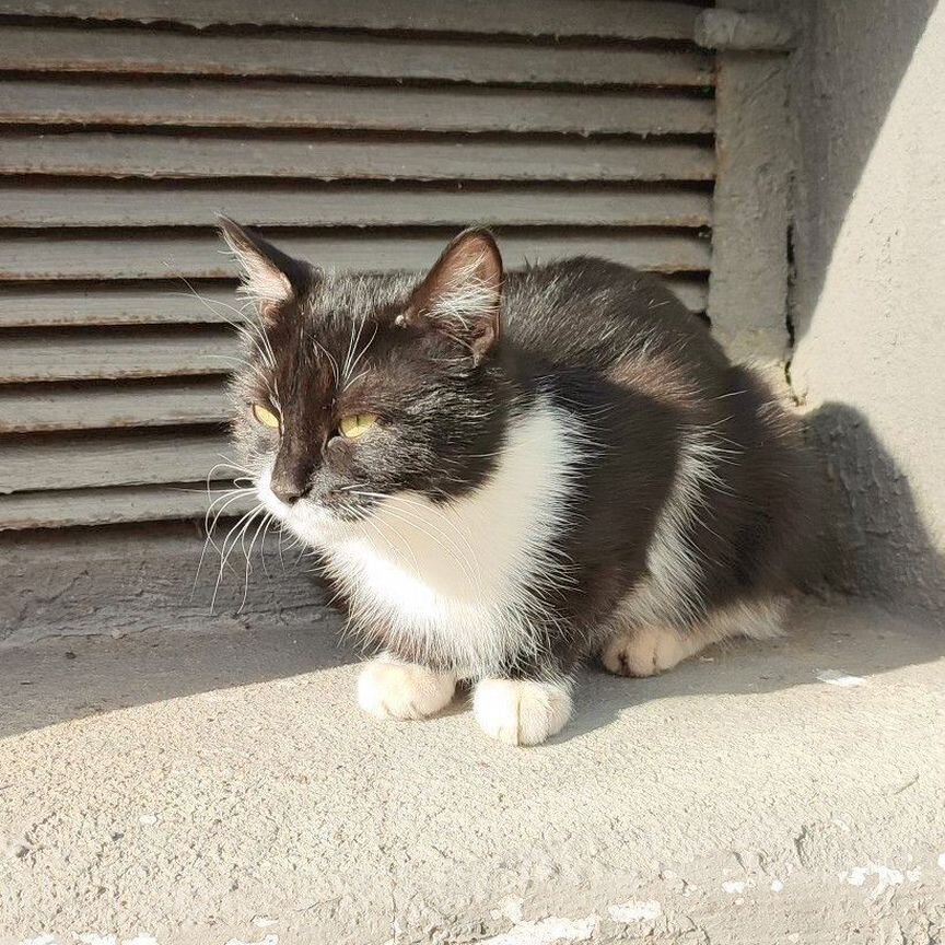 Котенок в добрые руки
