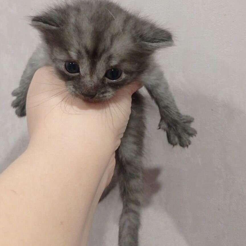 Котёнок от частного владельца