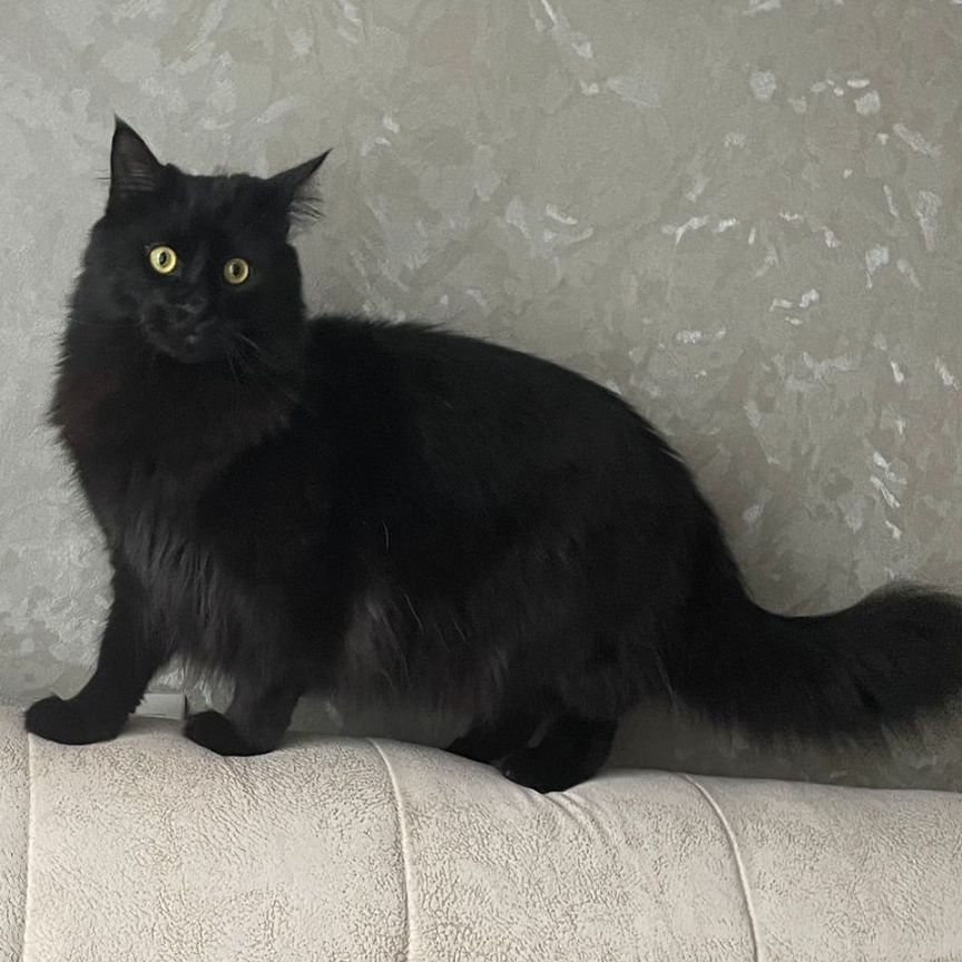 Мейн-кун, взрослый кот