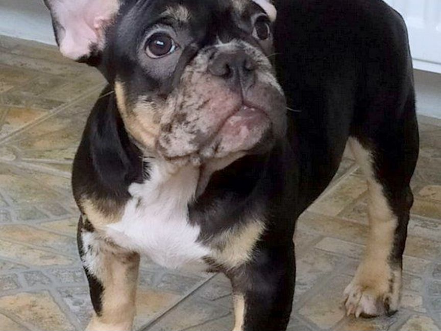 Французик мерль