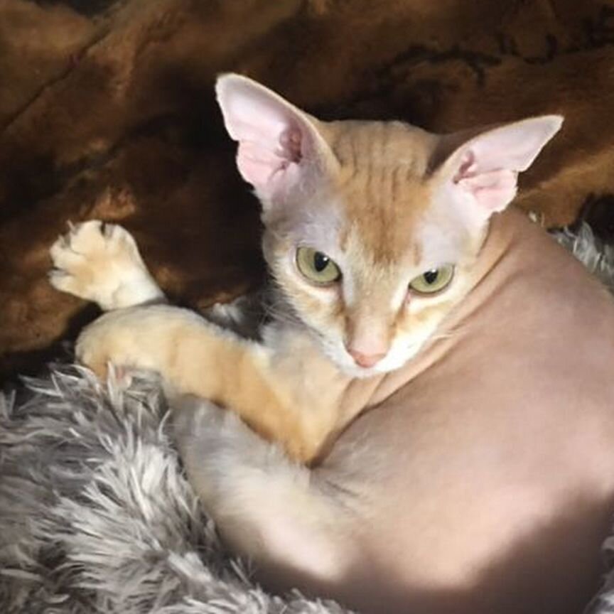 Донской сфинкс котёнок