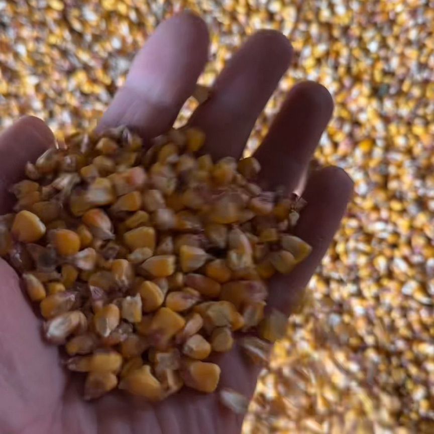 Кукуруза зерно