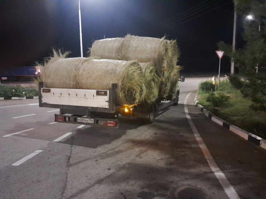 Суданка в рулонах