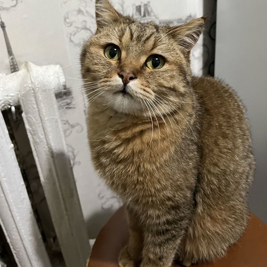 Шотландский вислоухий длинношёрстный, взрослый кот