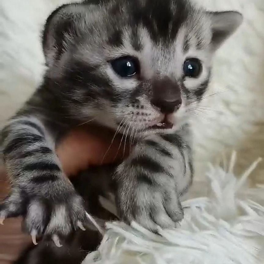 Бенгальские угольные котята