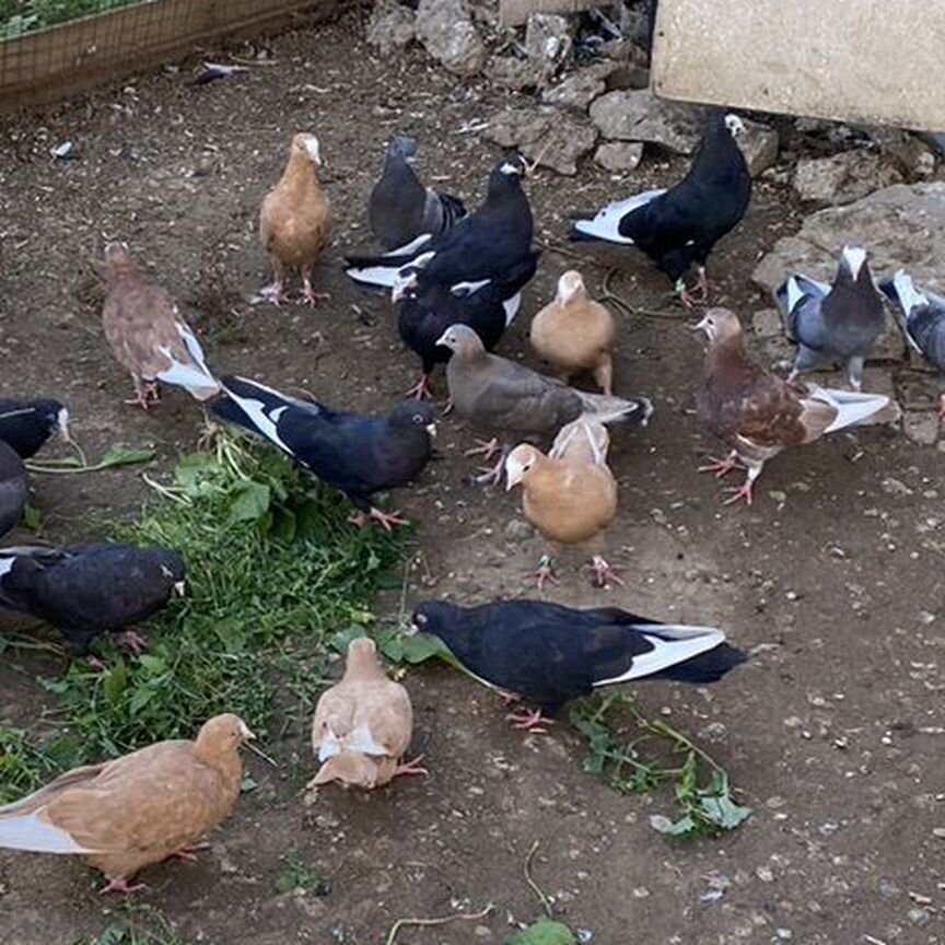 Продажа курских голубей