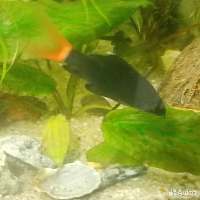 Лабео биколор 6-7 см