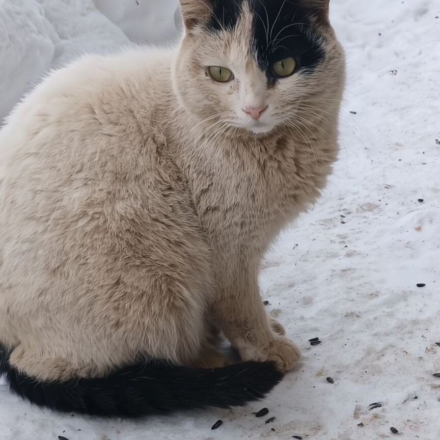 Взрослый кот в добрые руки