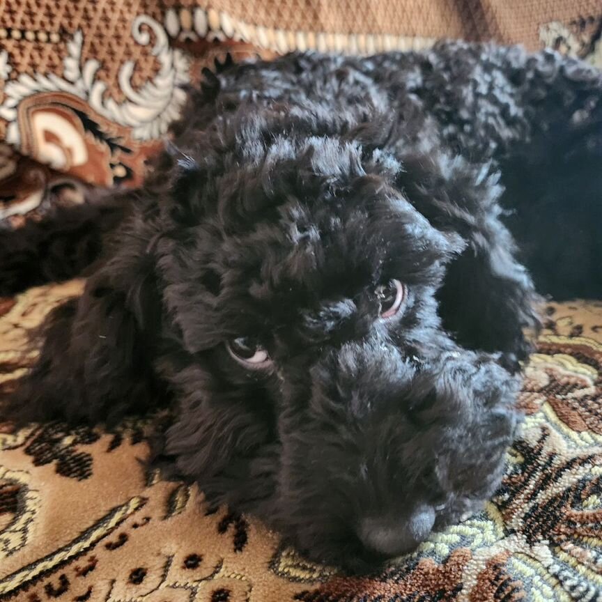 Карликовый пудель мальчик