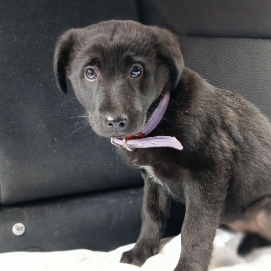 Лапочка щенок в добрые руки