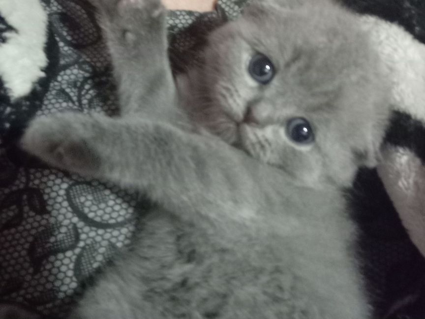 Котята британские