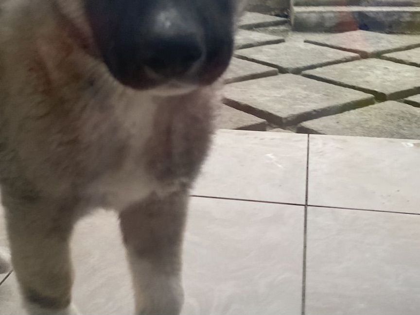 Собака алабай