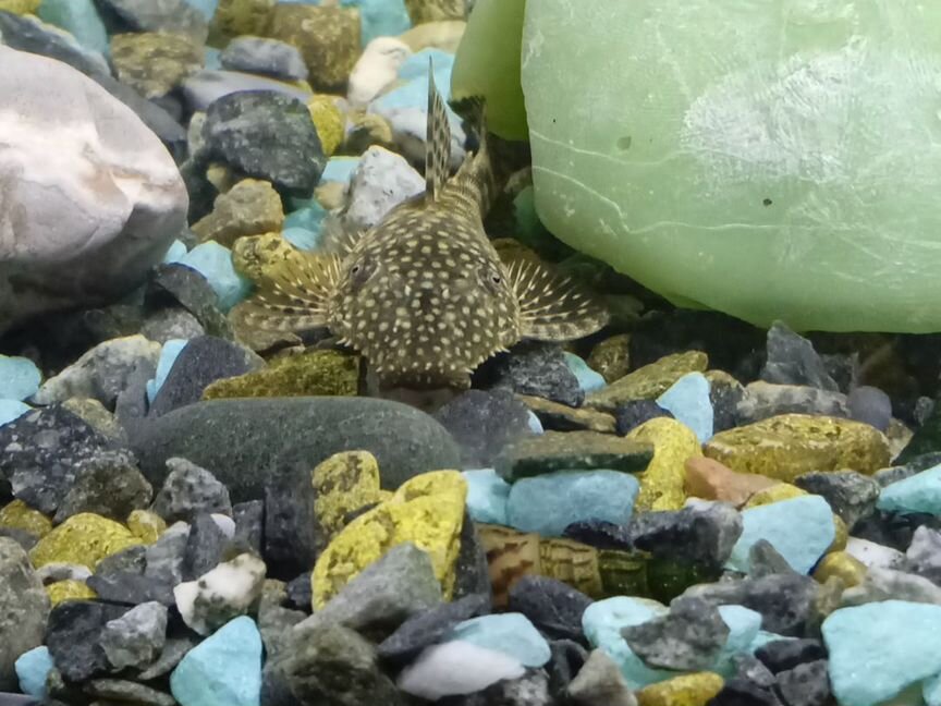 Аквариумистика