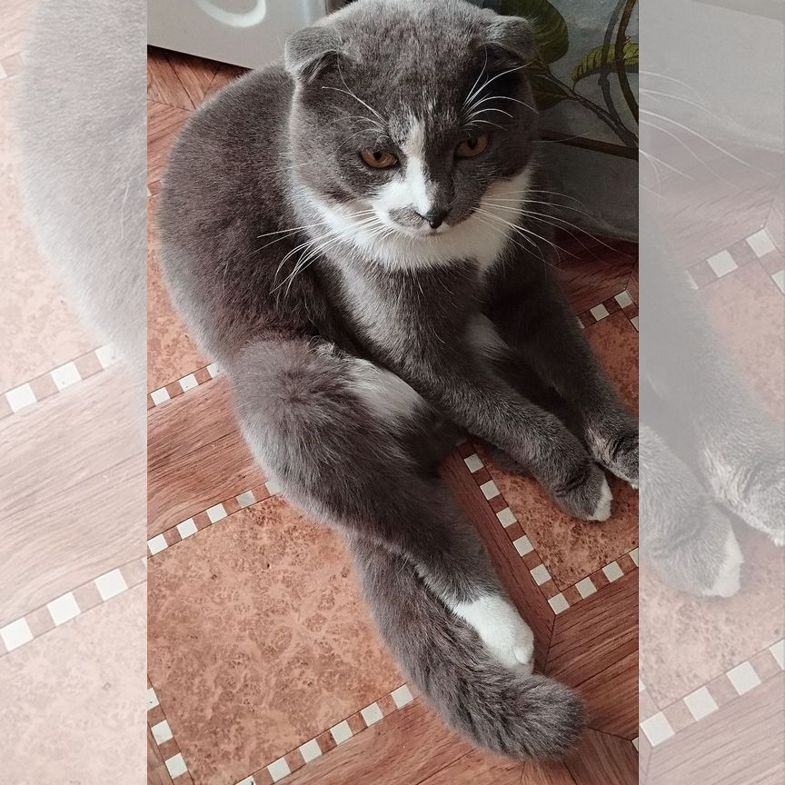 Шотландский вислоухий короткошёрстный, взрослый кот