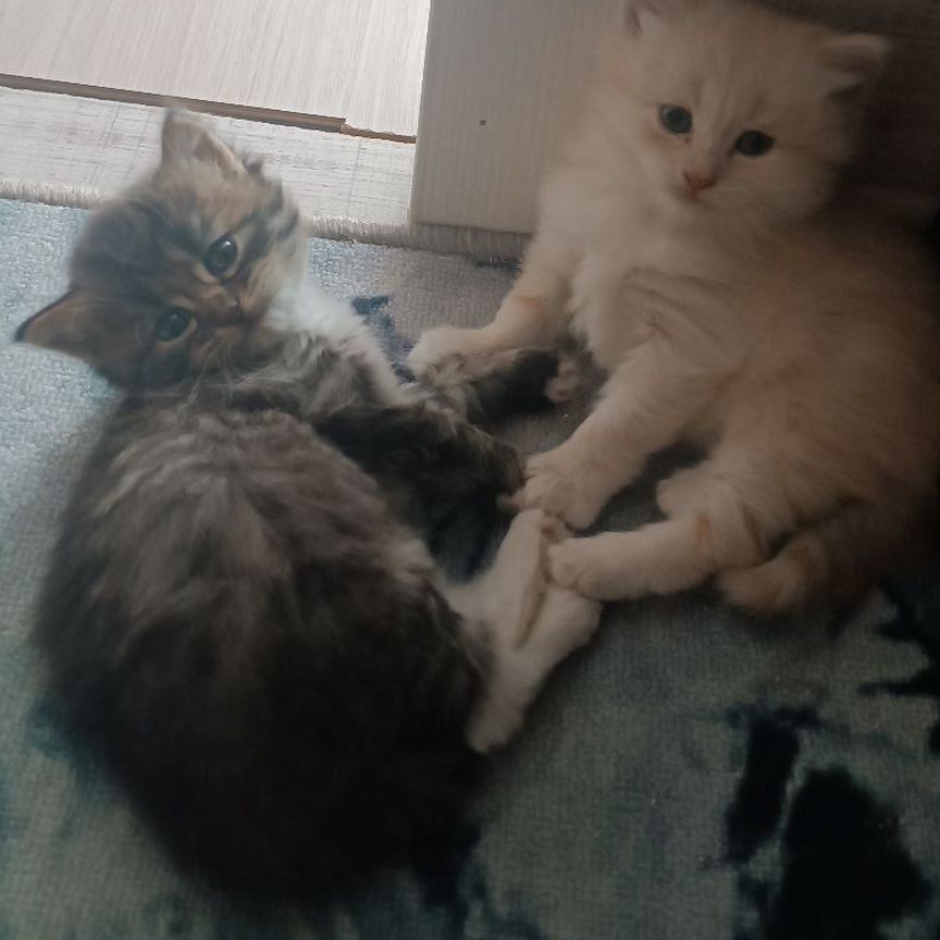 Котята в добрые руки