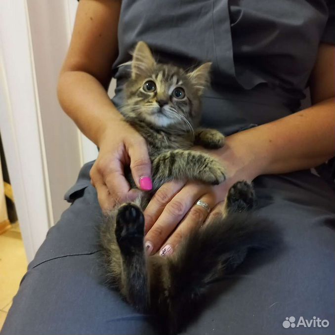 Котёнка принесли усыплять