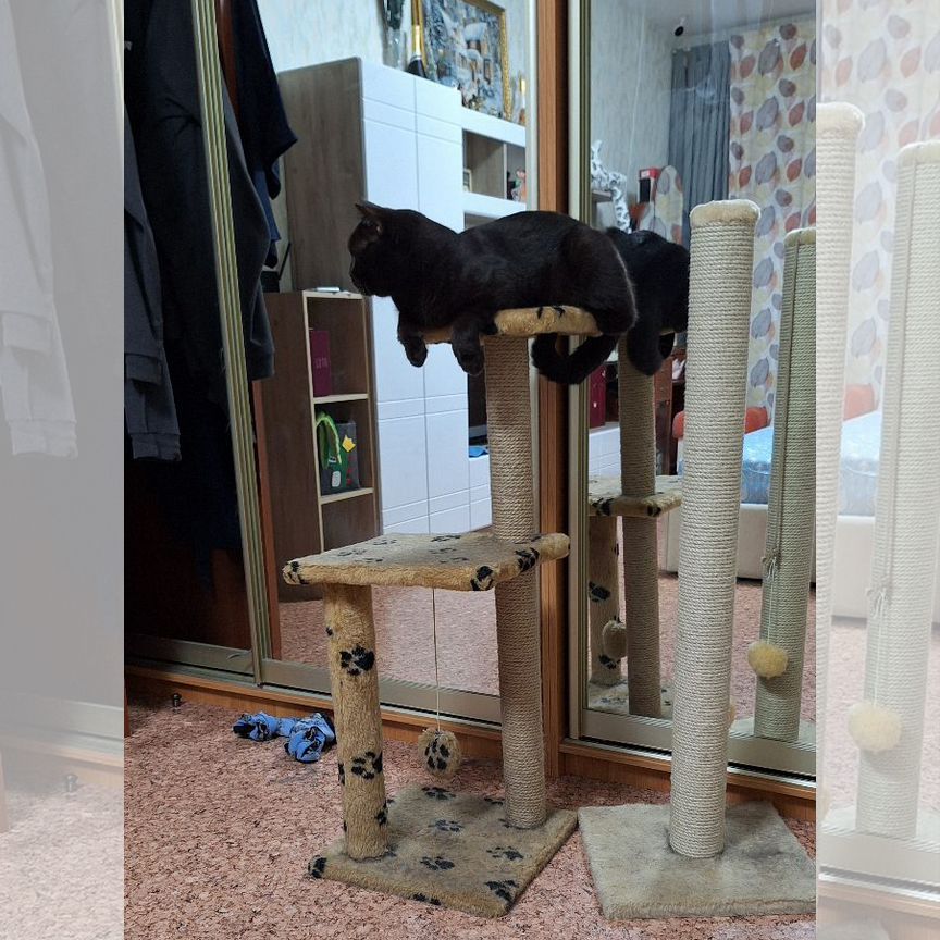 Когтеточка для кошек