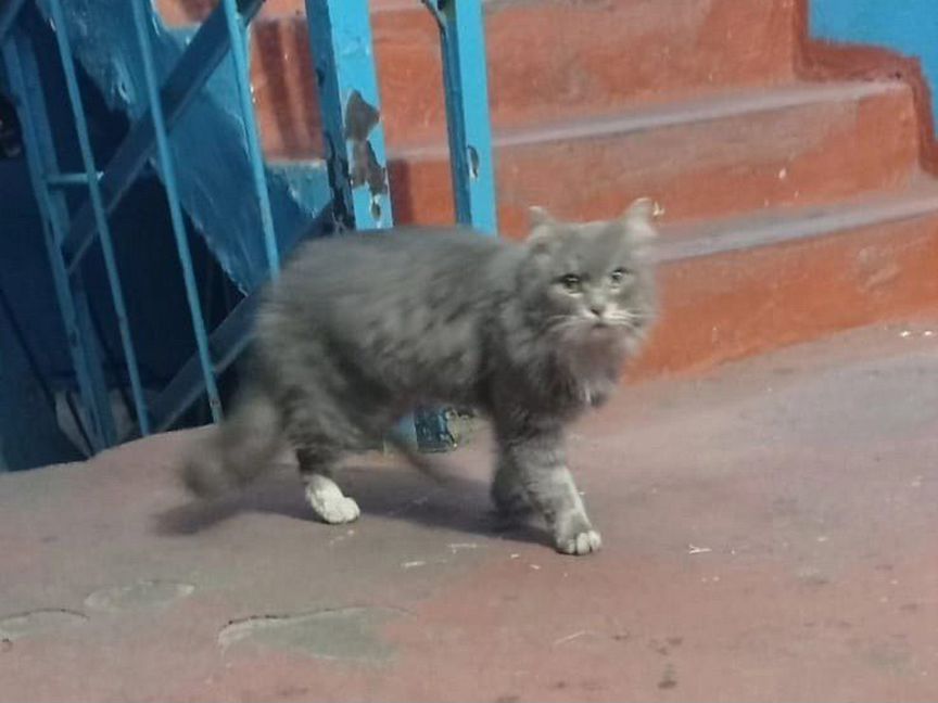 Выброшенный домашний котик