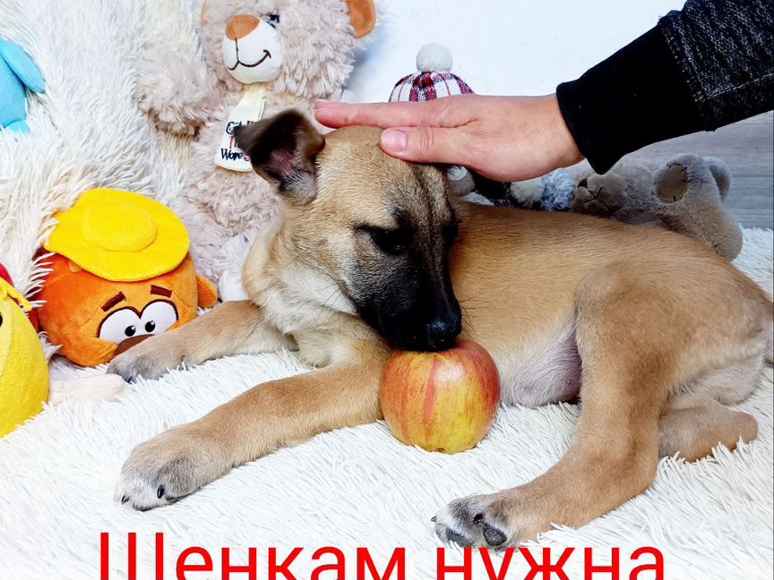 Нужна помощь щенкам