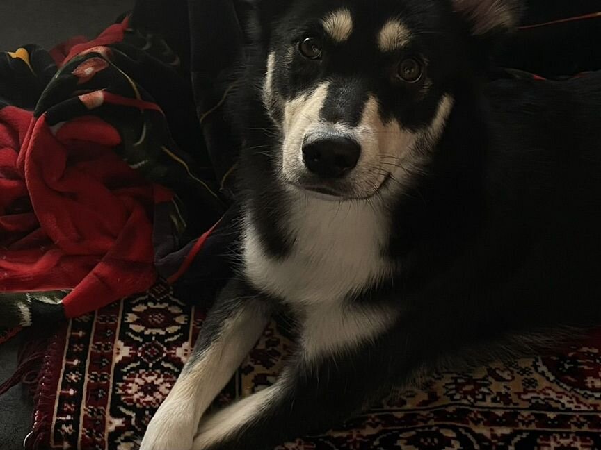 Собака в добрые руки помесь с хаски