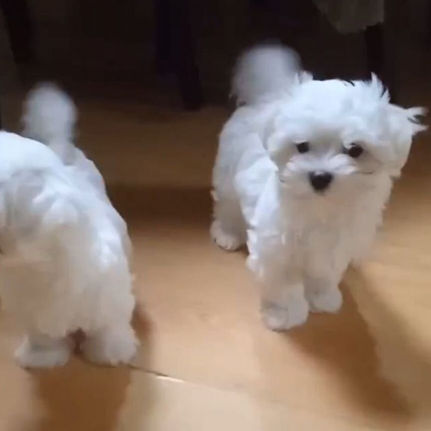 Мальтийская болонка, щенок