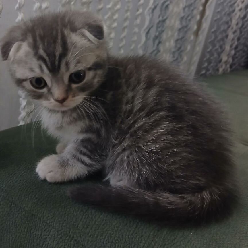 Шотландский вислоухий короткошёрстный котёнок