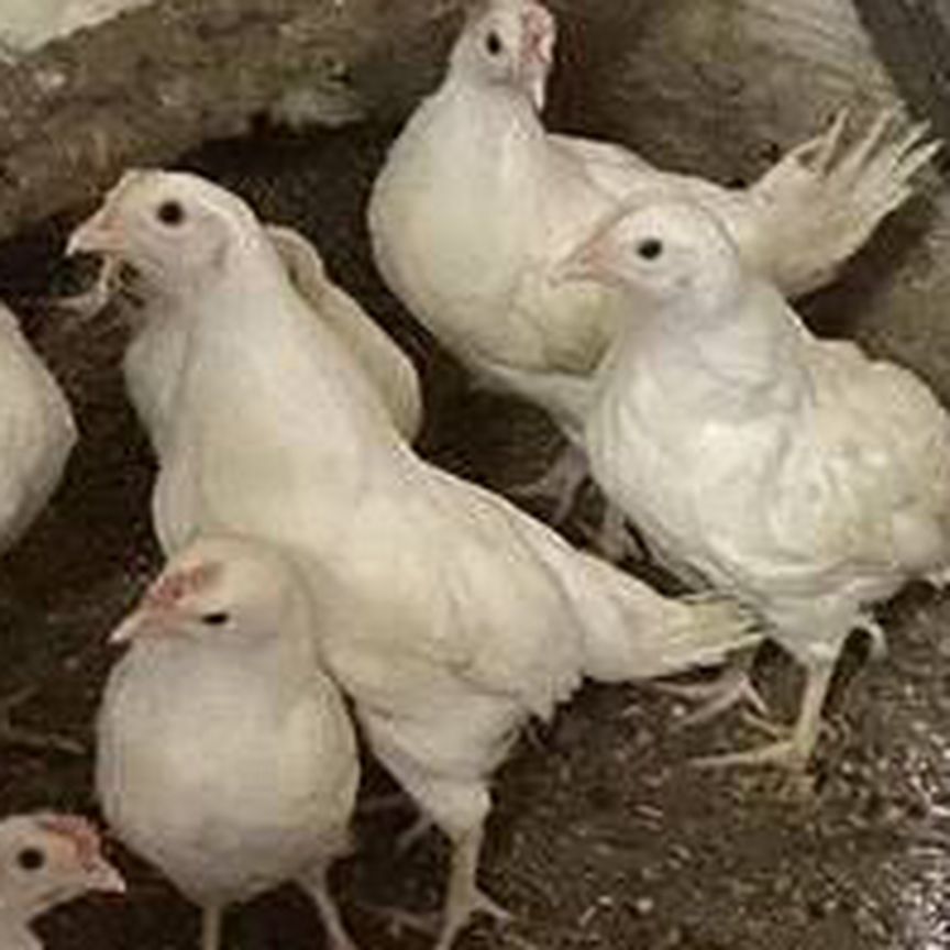 Петушки 1мес.10 дней