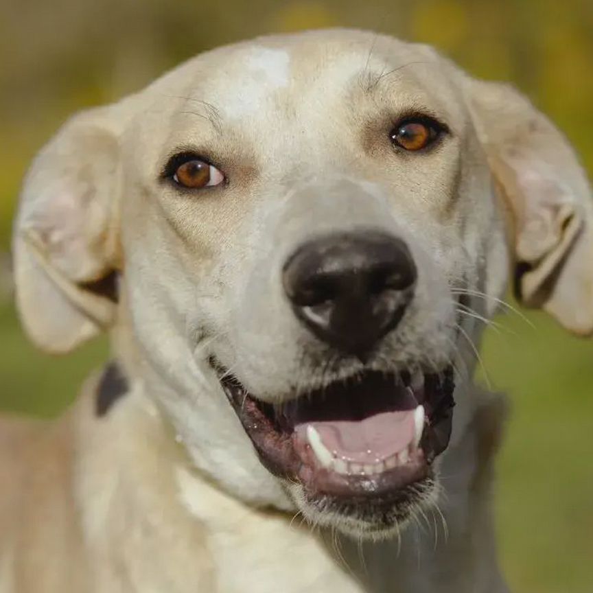 Взрослая собака в добрые руки