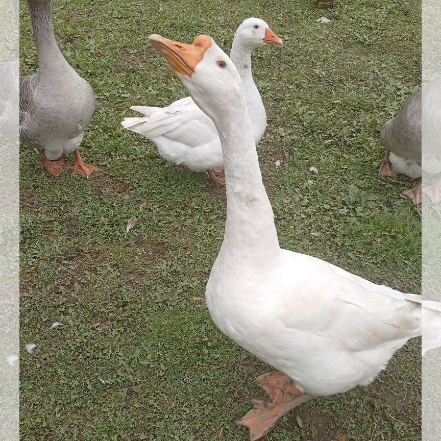 Гуси порода линда и тулузская