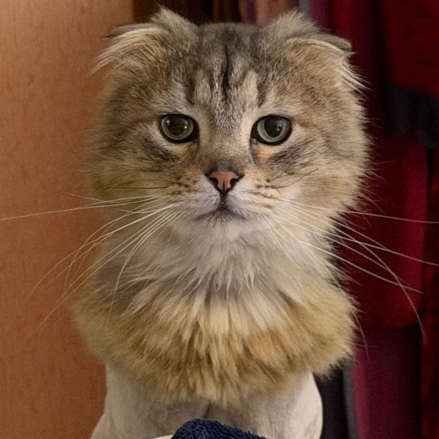 Шотландский вислоухий длинношёрстный, взрослый кот