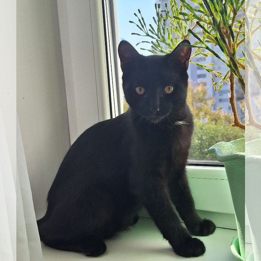 Котенок