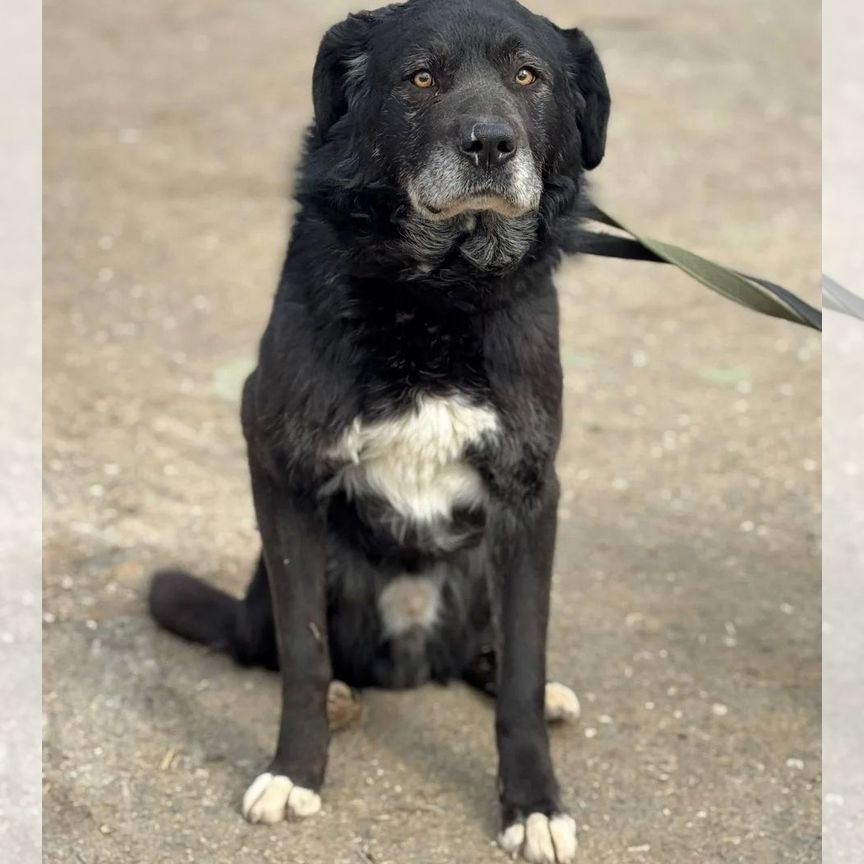 Взрослый пёс в добрые руки