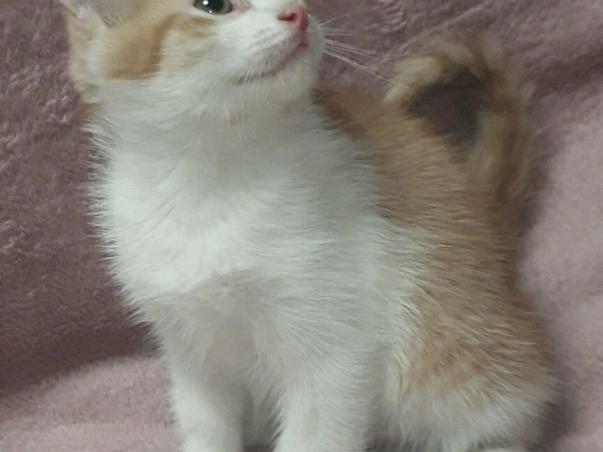 Американский Кёрл котик