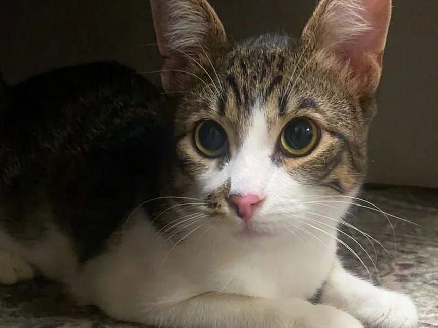 Котенка Масика никто не замечает