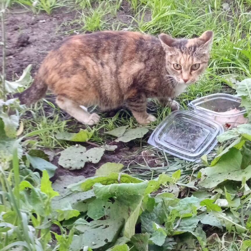 Кошечка на улице