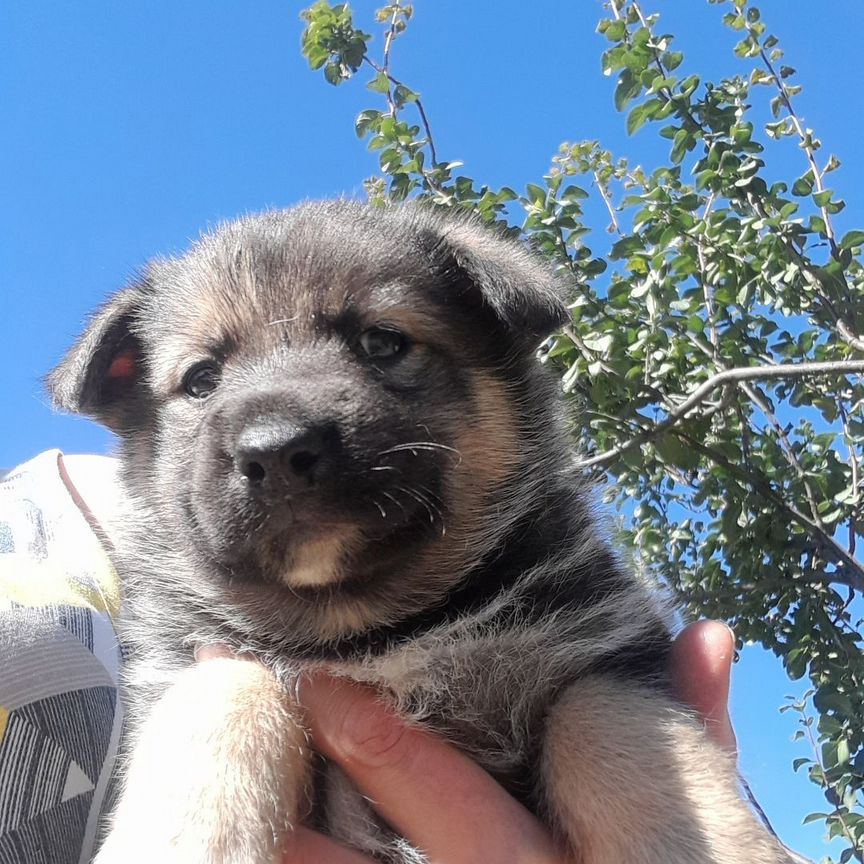 Щенки в добрые руки