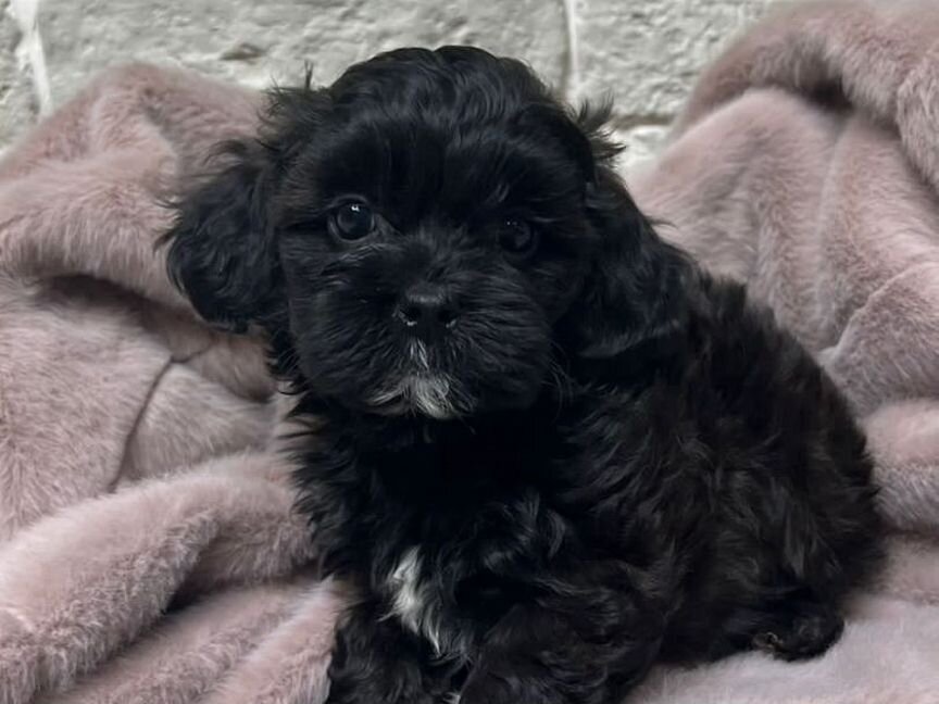 Мальтипу ф1 мини