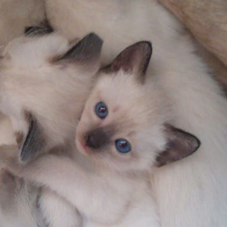 Котята