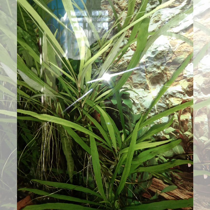 Аквариумное растение