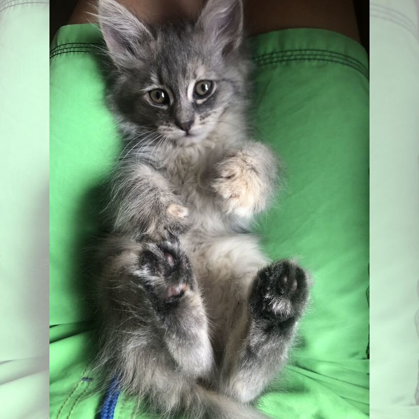 Котенок в добрые руки