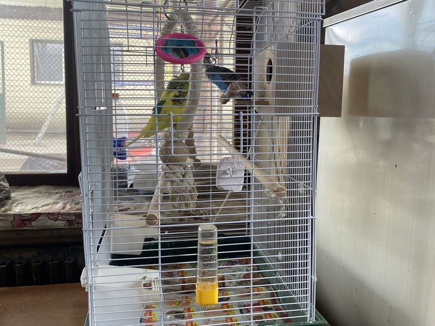 Пара волнистых попугаев